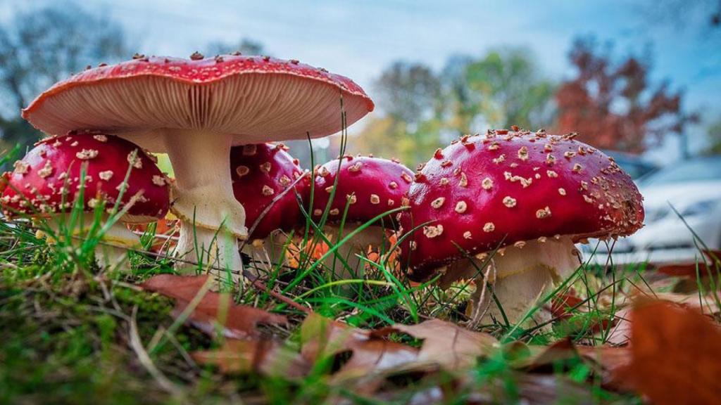 Los mejores alojamientos para disfrutar de la temporada de setas