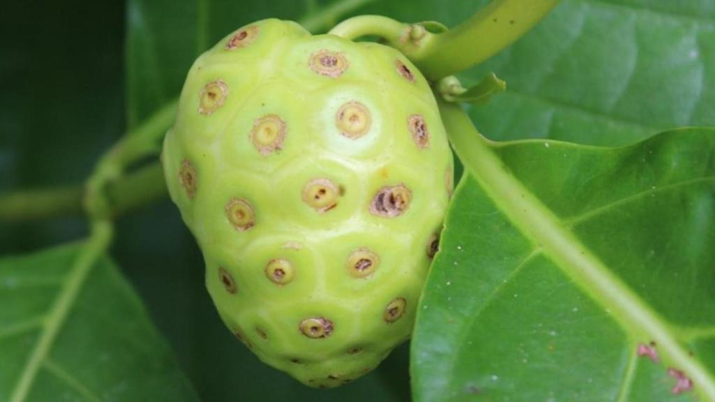 ¿Qué es el noni y por qué es tan saludable?