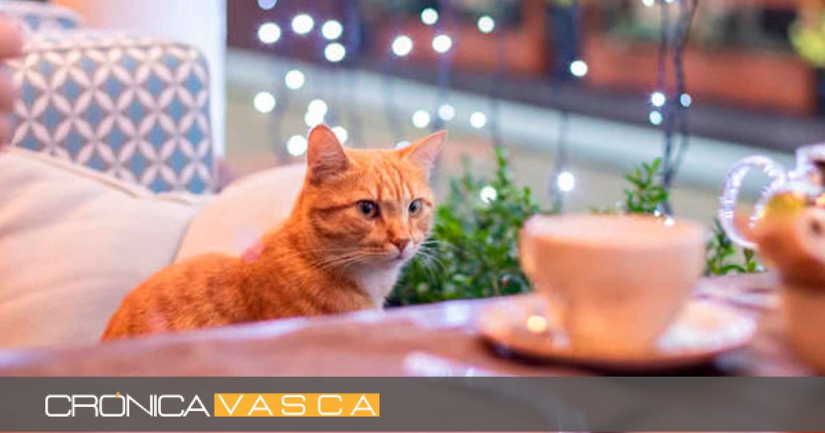 Así es el primer cat café de Bilbao: la curiosa cafetería que tienes ...