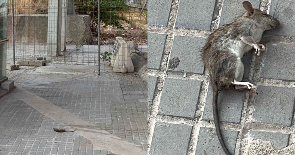 FOTOS: Ratas muertas en Sant Andreu