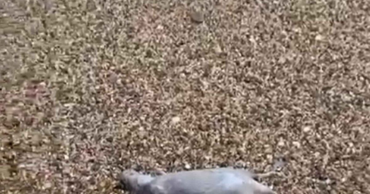 VÍDEOS: Aparecen ratas muertas en la playa de Barcelona